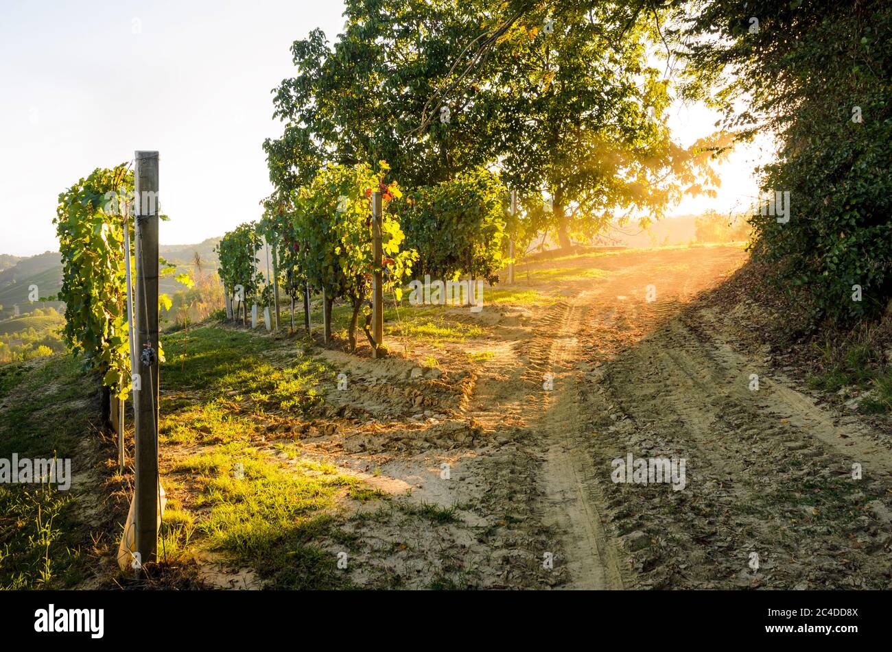 Vineyards rows rustic farm hi-res stock photography and images - Alamy