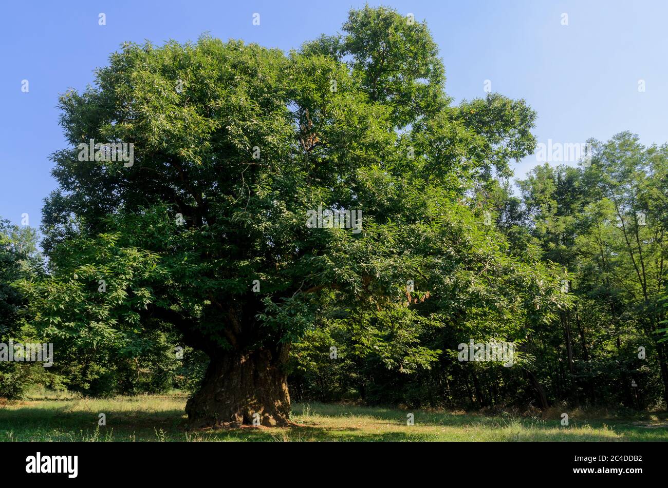 Chestnut trees italy hi-res stock photography and images - Alamy