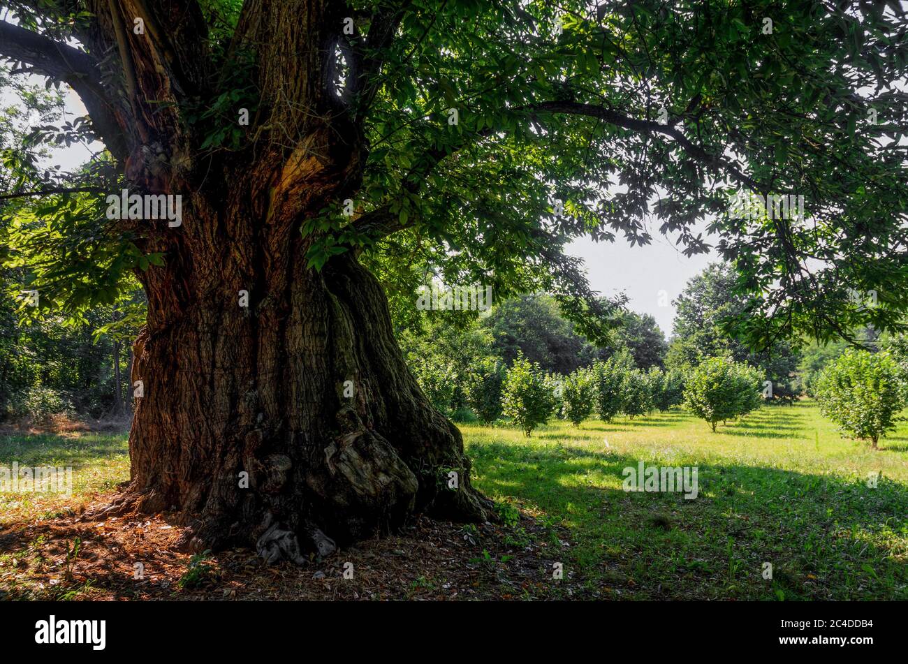 Chestnut trees italy hi-res stock photography and images - Alamy