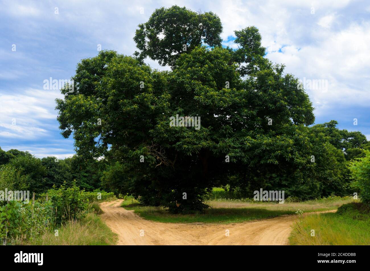 Chestnut trees italy hi-res stock photography and images - Alamy