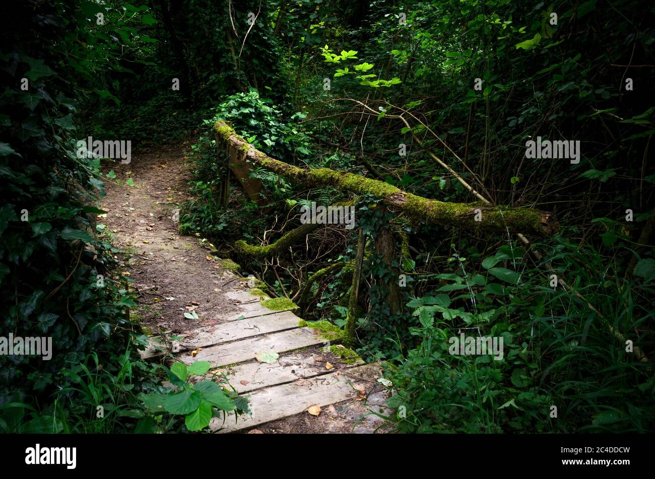 Wooden bridge in a forest Stock Photo - Alamy