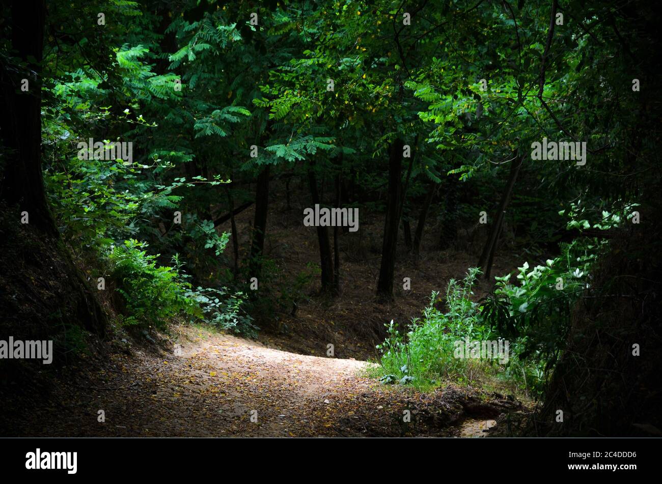 Tangled weeds hi-res stock photography and images - Alamy