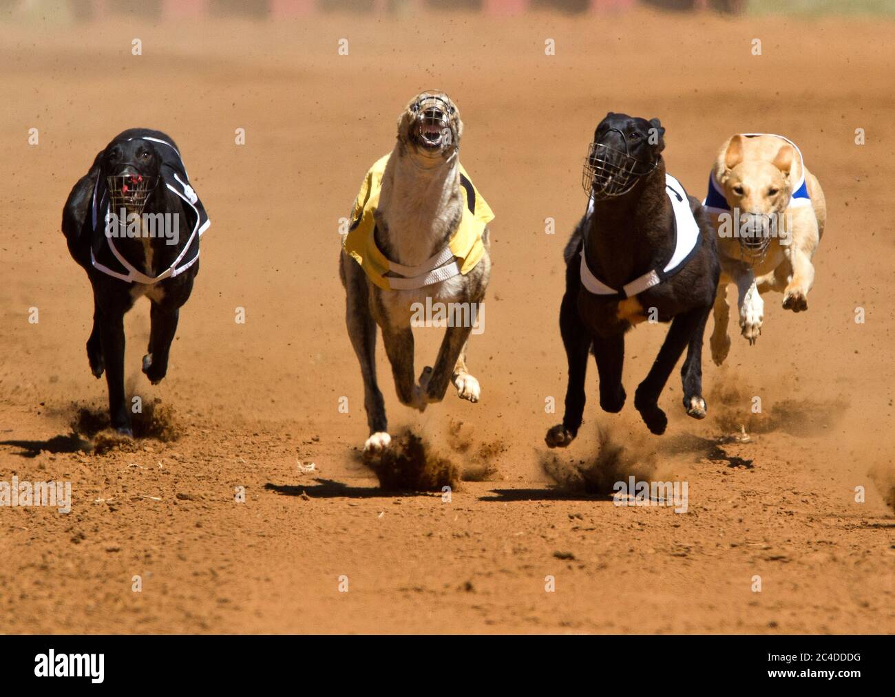greyhound running racing Stock Photo - Alamy