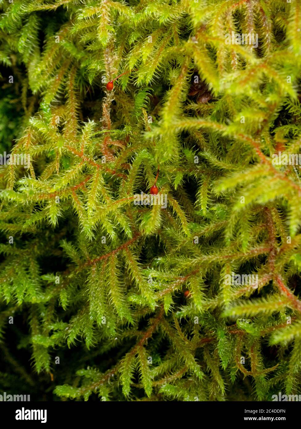 Mountain fern moss hi-res stock photography and images - Alamy