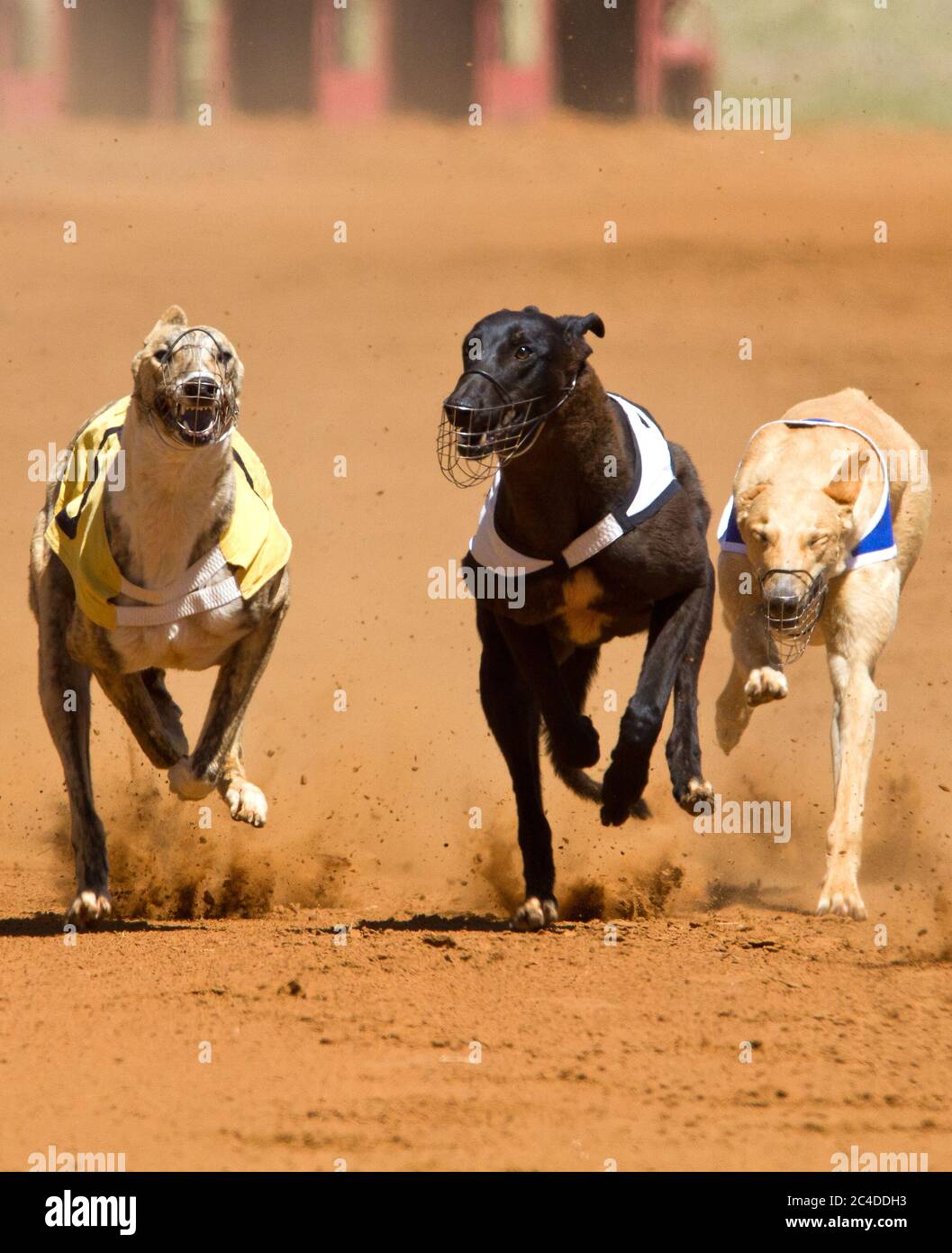 greyhound running racing Stock Photo - Alamy