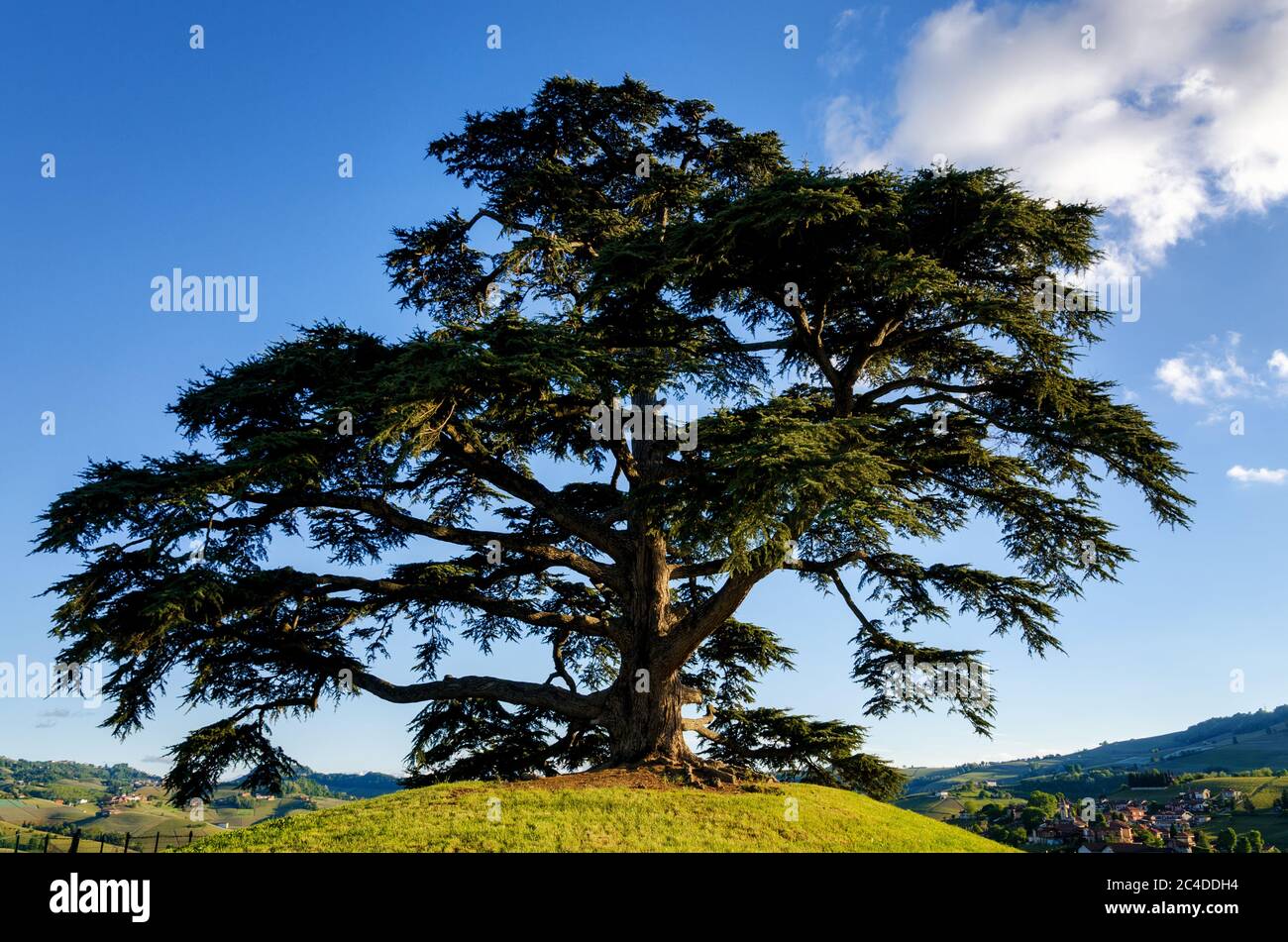 Secular cedar of Lebanon in La Morra, Italy, on may 1, 2017. The tree ...