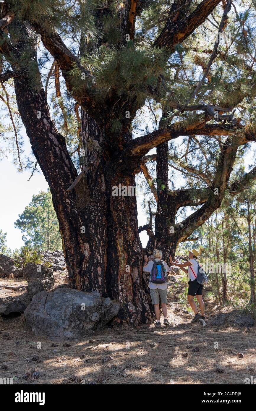 Two women hikers at an old Canarian pine tree, pinus canariensis ...
