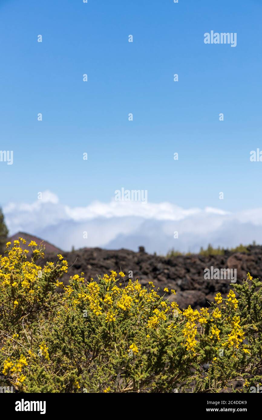 Lava Flower High Resolution Stock Photography and Images - Alamy