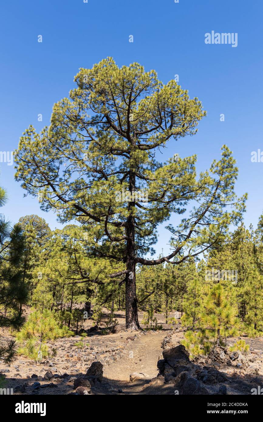Large old Canarian pine tree, pinus canariensis, Chinyero, Tenerife ...