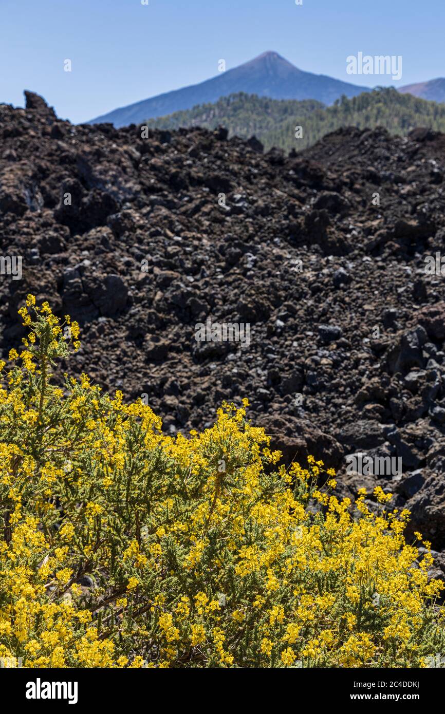 Lava Flower High Resolution Stock Photography and Images - Alamy