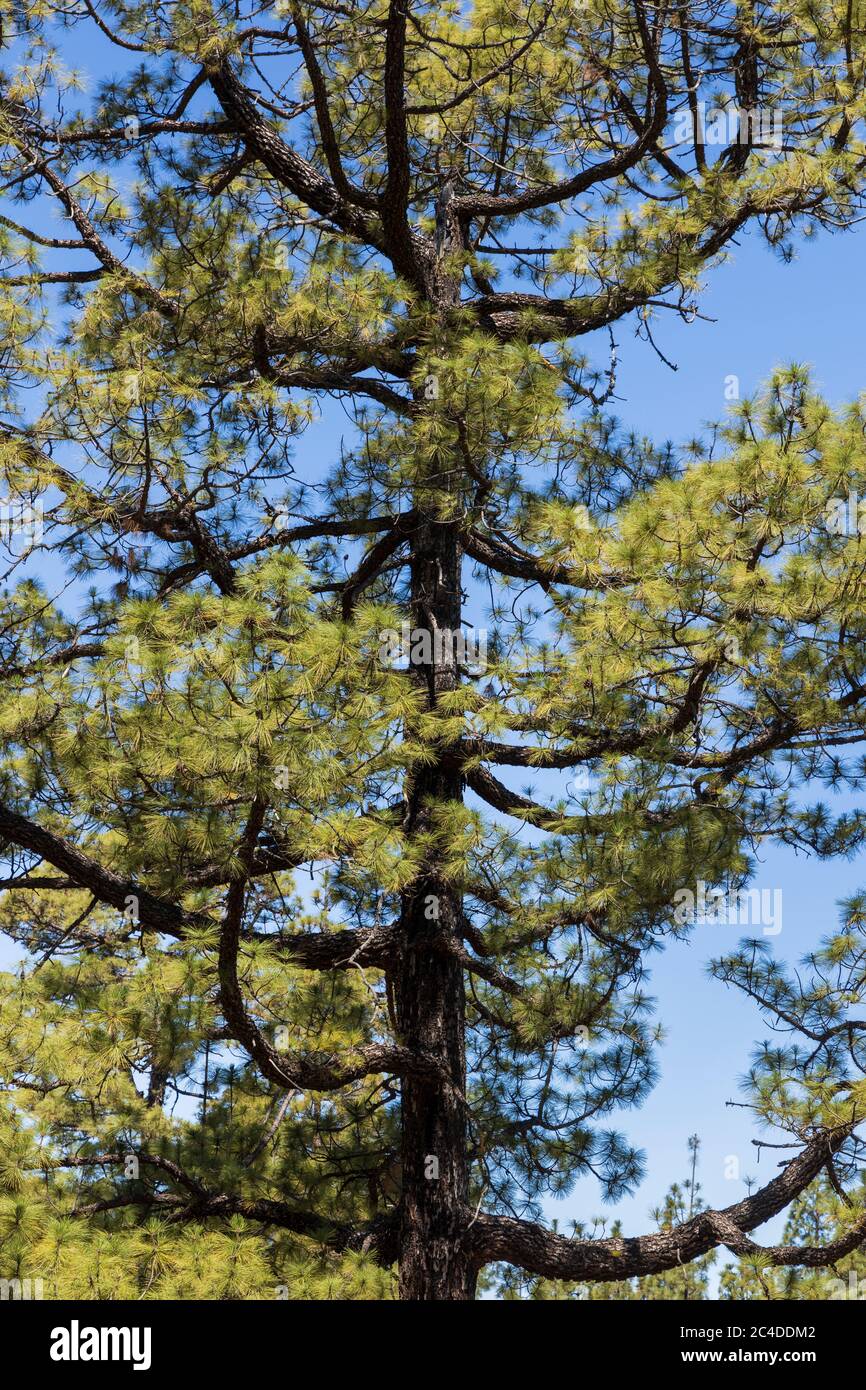 Large old Canarian pine tree, pinus canariensis, Chinyero, Tenerife ...