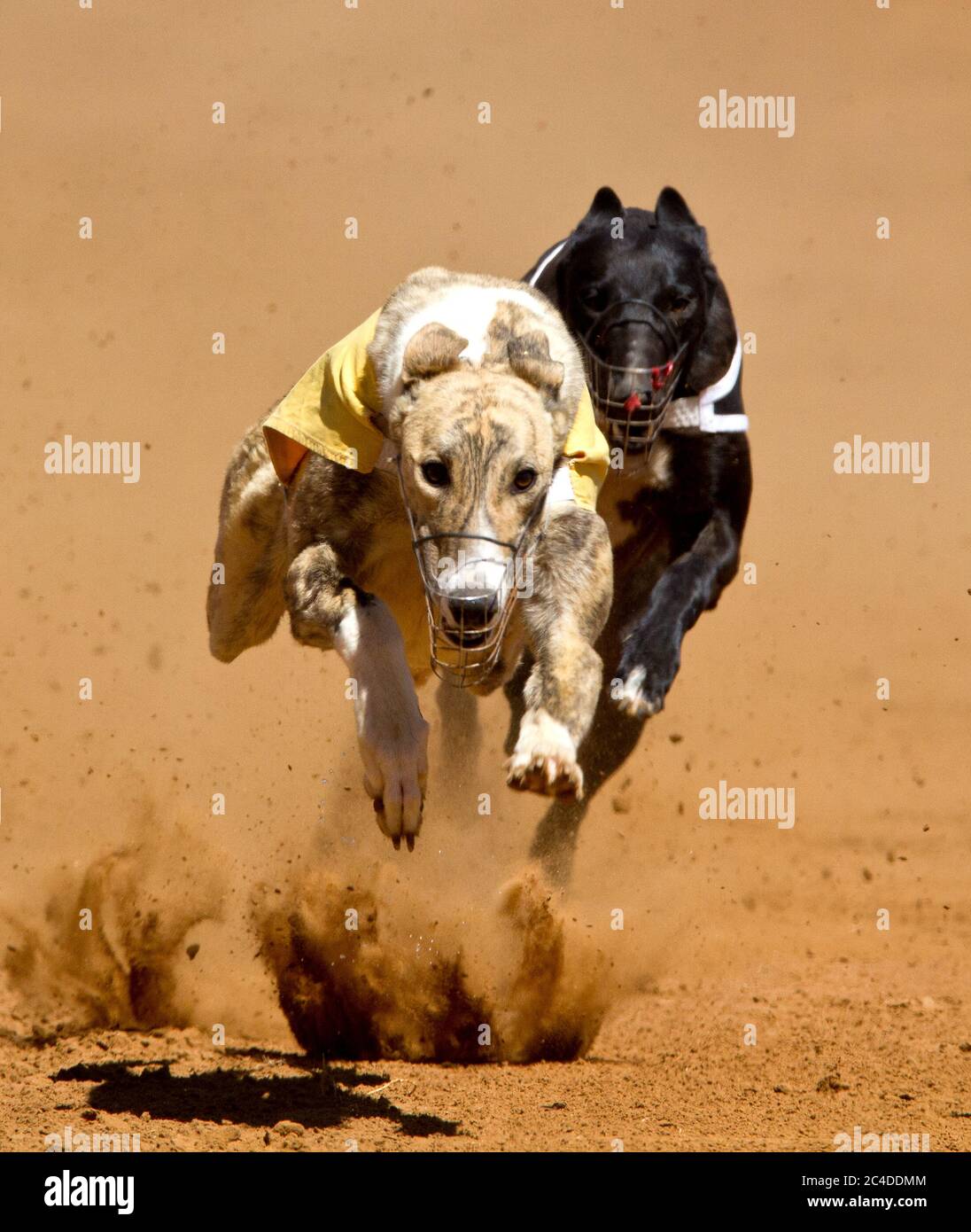 greyhound running racing Stock Photo - Alamy