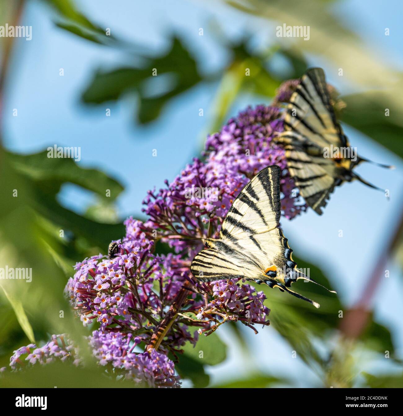 A butterfly swallowtail sits on a purple flower on a green natural ...