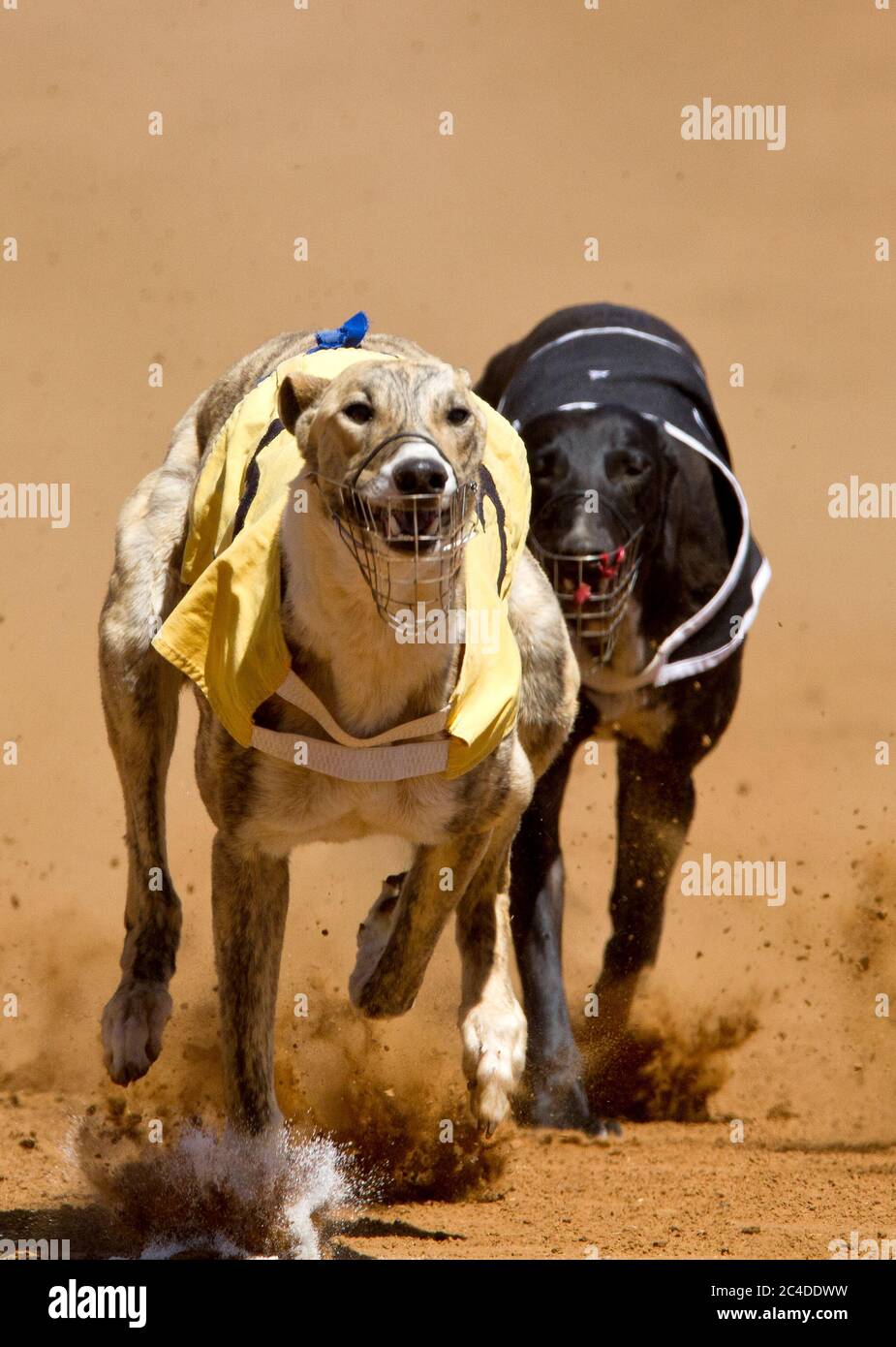 greyhound running racing Stock Photo - Alamy
