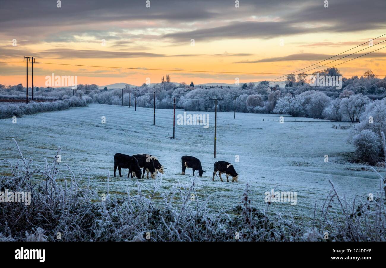 Frost covered fields at dawn with the Malvern Hills in the distance ...