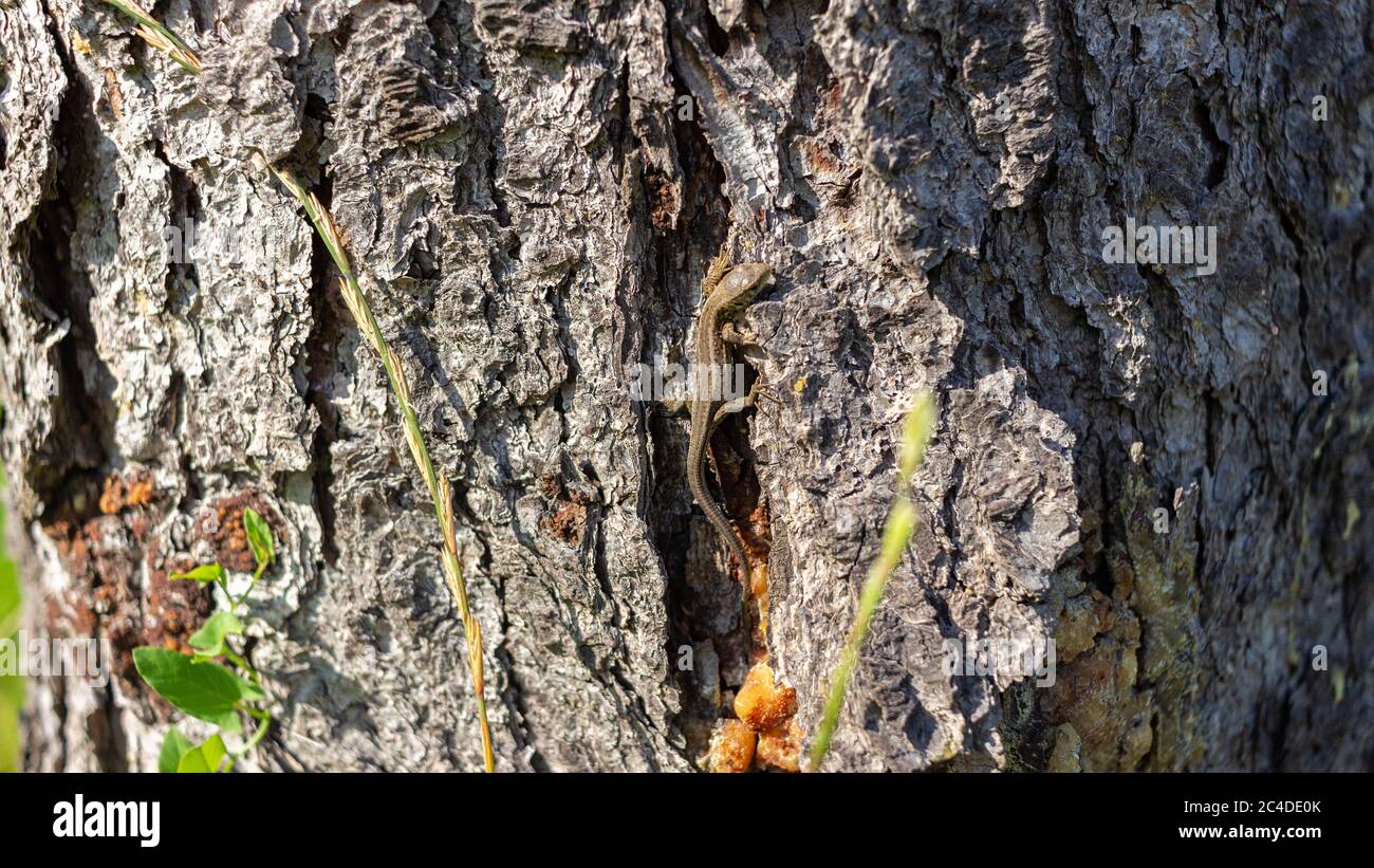 Selective focus shot of a lizard on a tree bark Stock Photo - Alamy