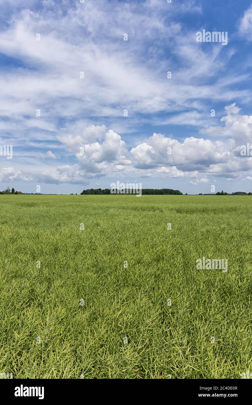 Agricultural green field to the horizon Stock Photo - Alamy