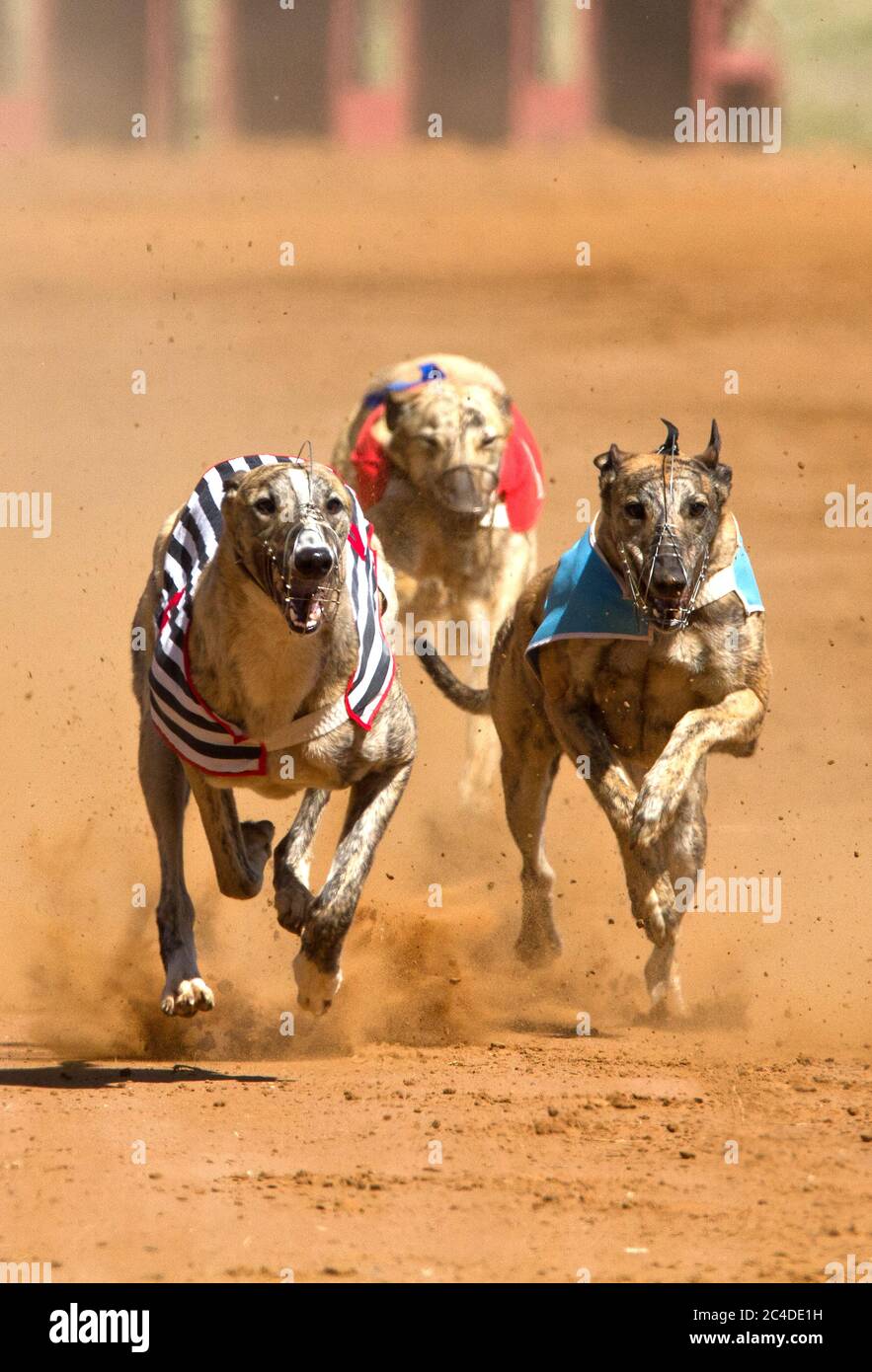 Greyhound race usa hi-res stock photography and images - Alamy