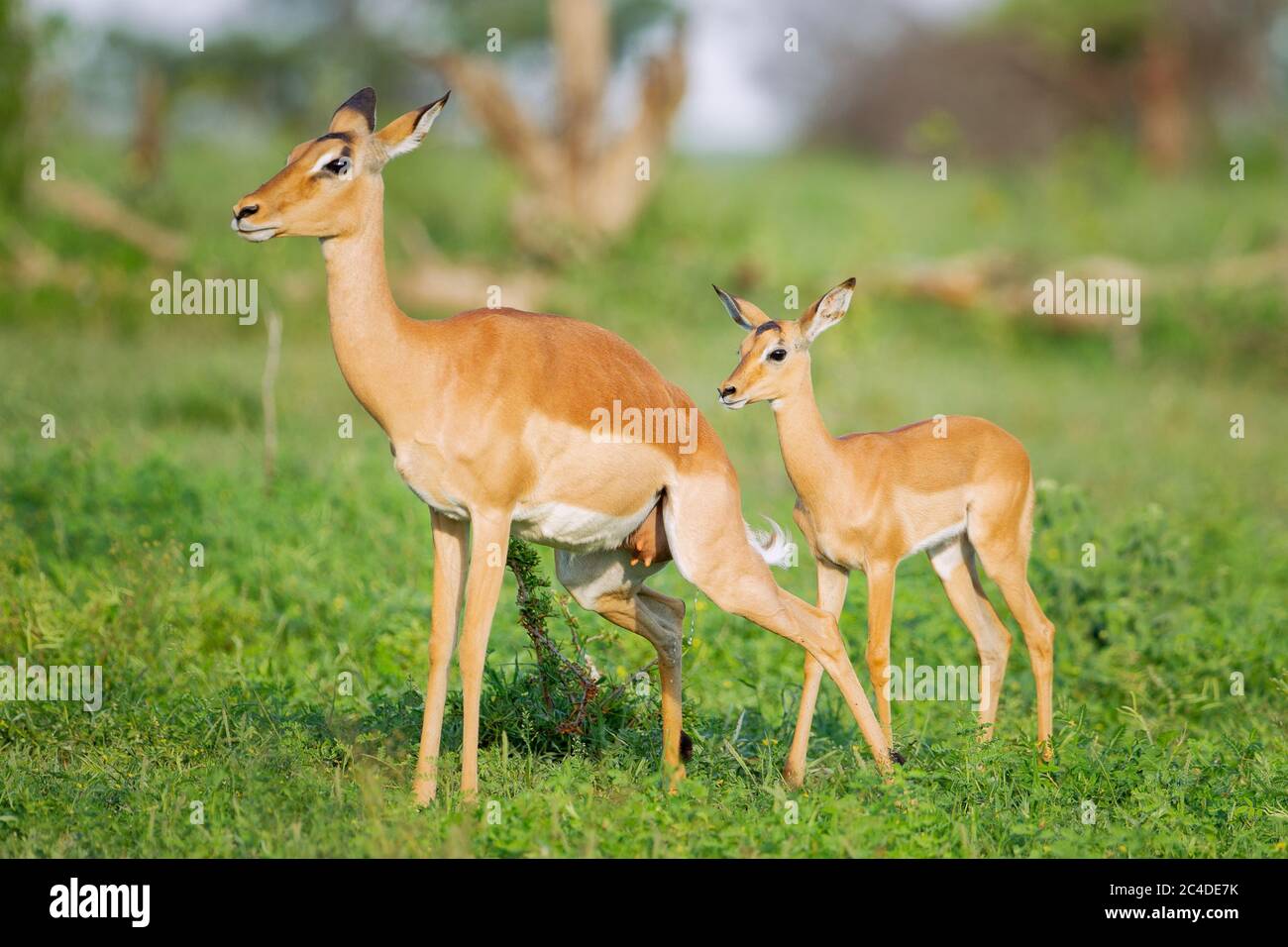 Baby impala standing hi-res stock photography and images - Alamy
