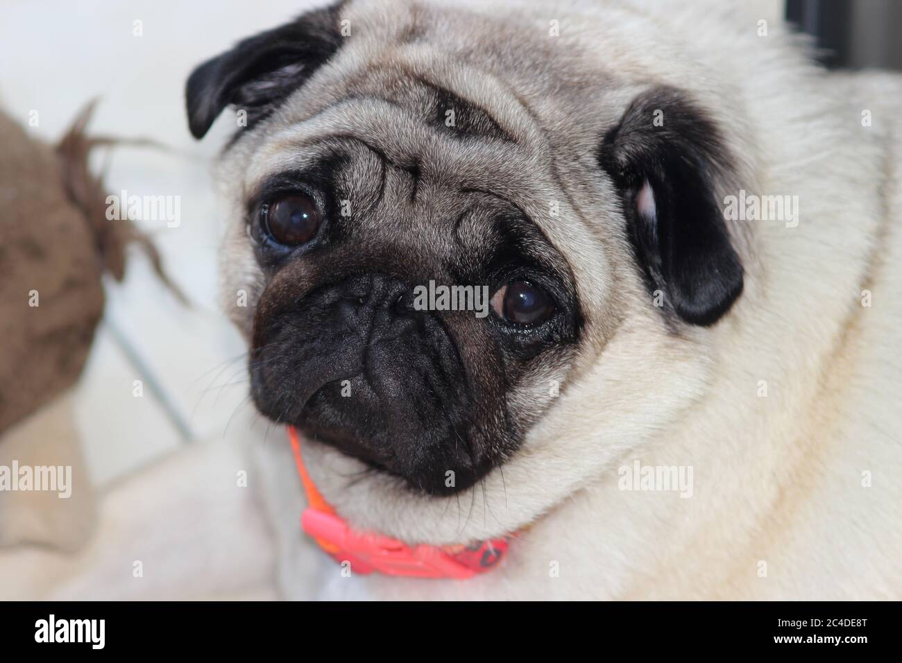 Fawn female pug hi-res stock photography and images - Alamy