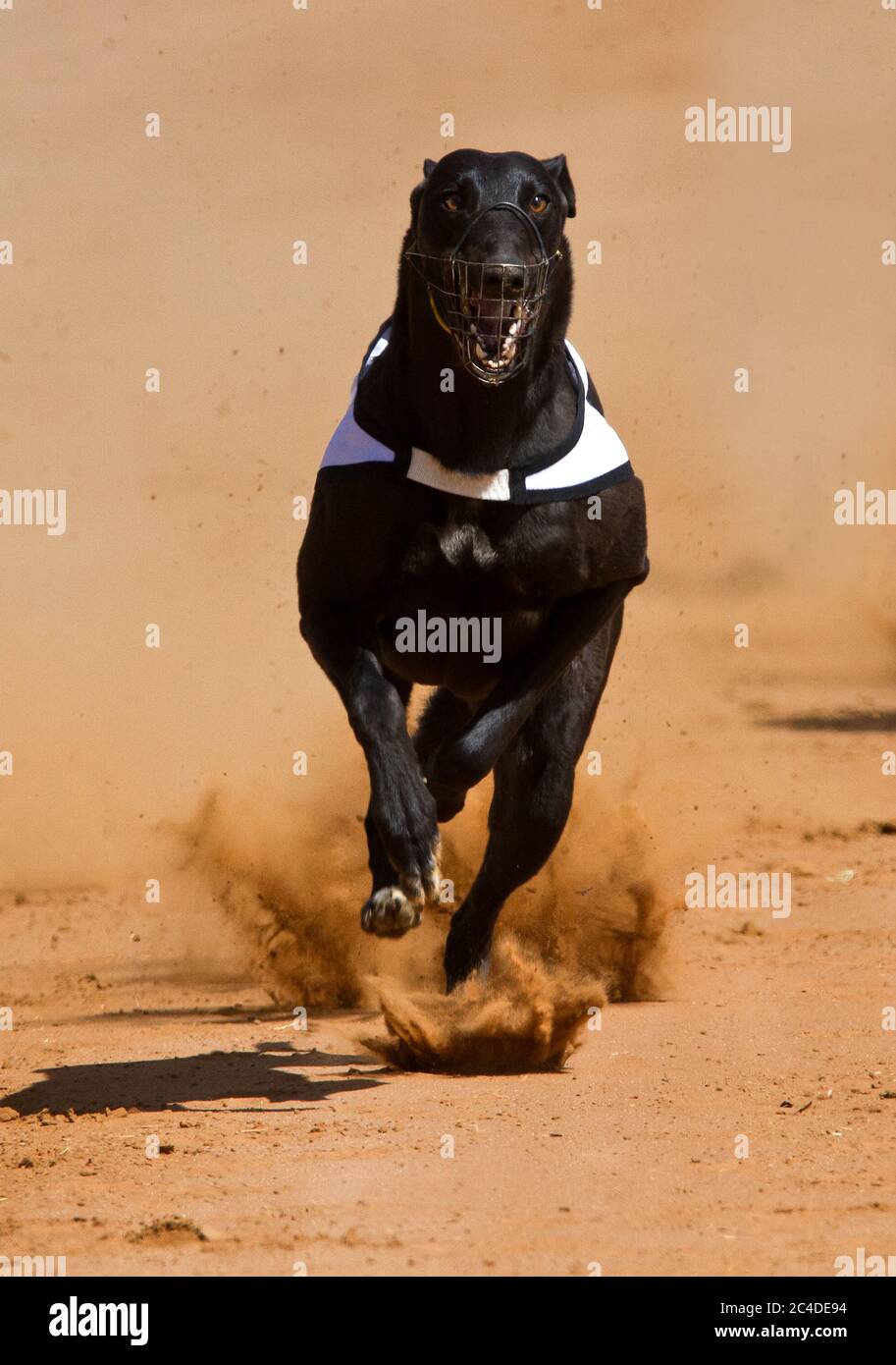 greyhound running racing Stock Photo - Alamy