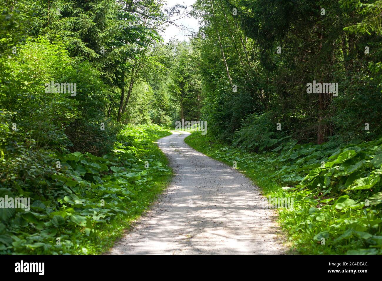 Wonderful Forest Path Stock Photo - Alamy
