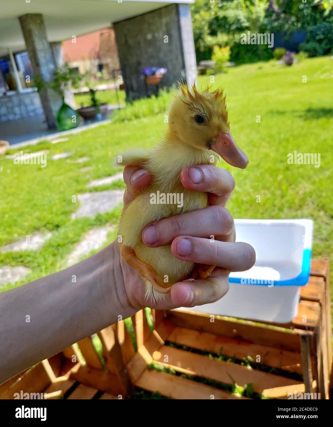 Vertical shot of a person holding a cute baby duck in their hand Stock ...