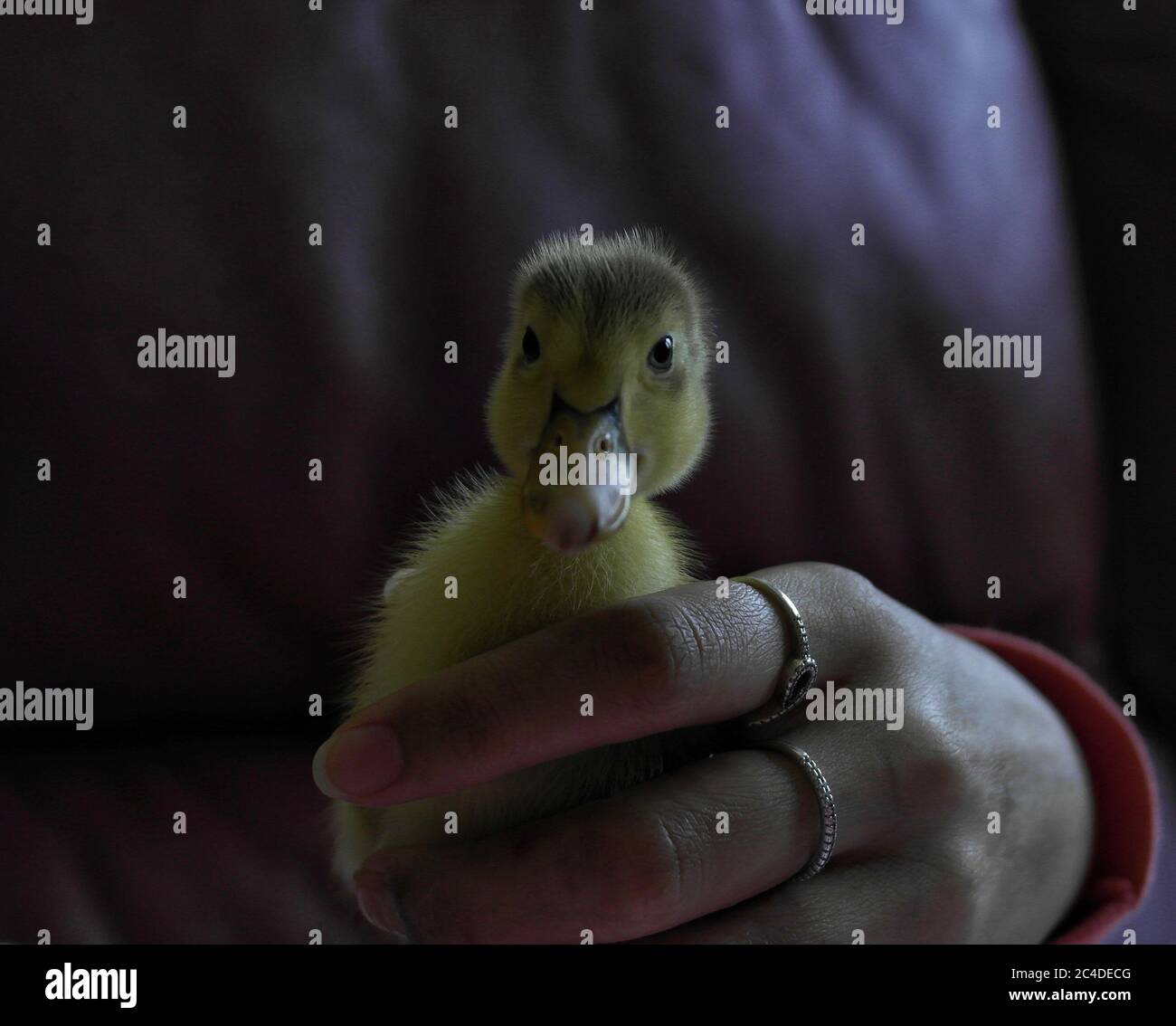 Person holding a cute baby duck in their hand Stock Photo - Alamy