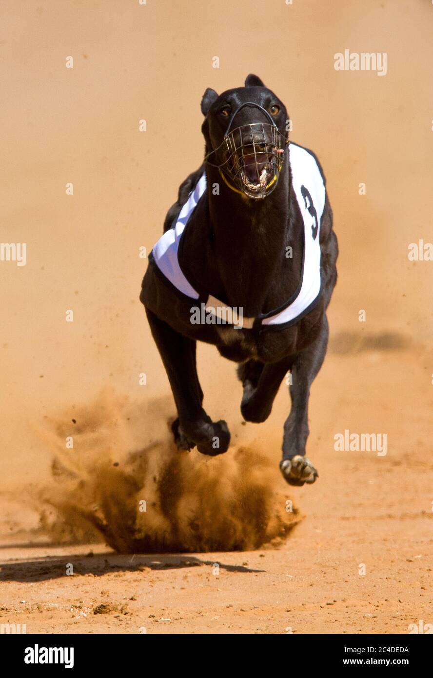greyhound running racing Stock Photo - Alamy
