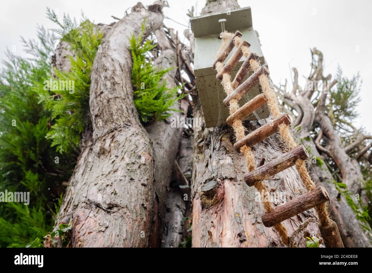 Vertical view of a home made rope ladder used for birds, seen attached ...