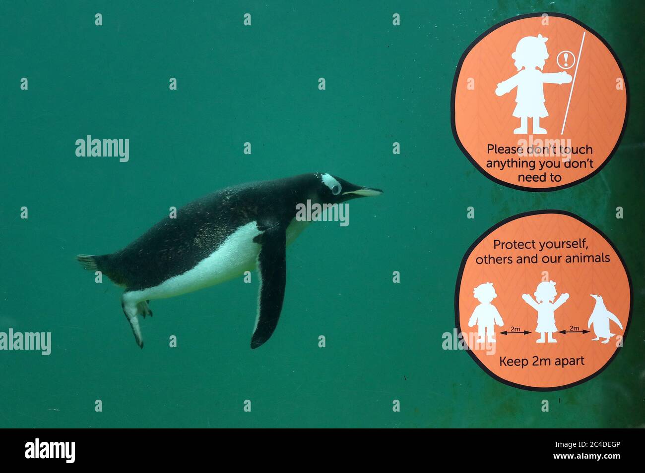 A penguin swims past a sign showing social distance measures at ...