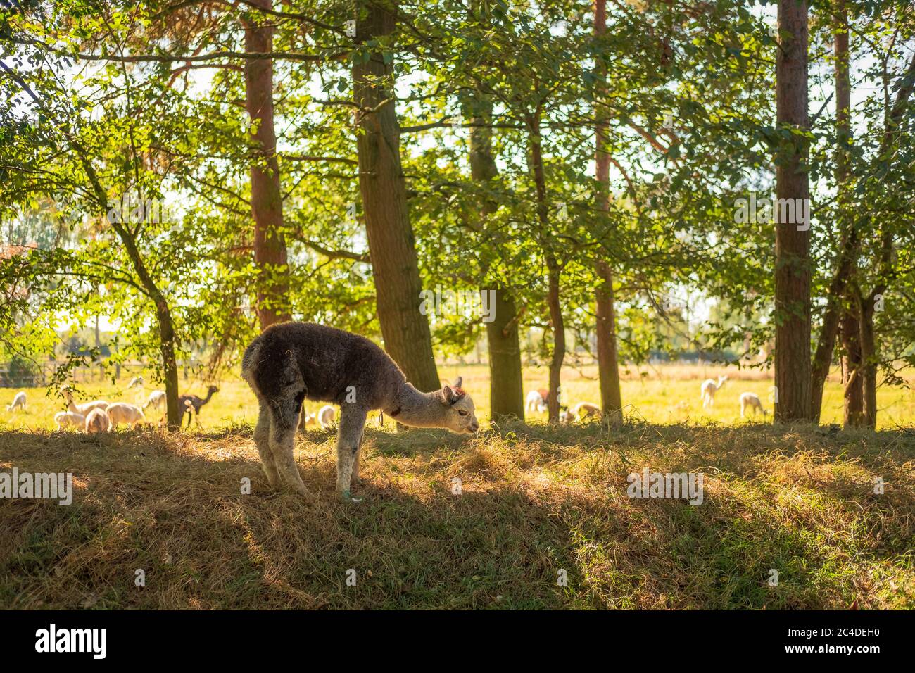 Mother and son alpaca's seen on a ridge in early fall, on a large ...