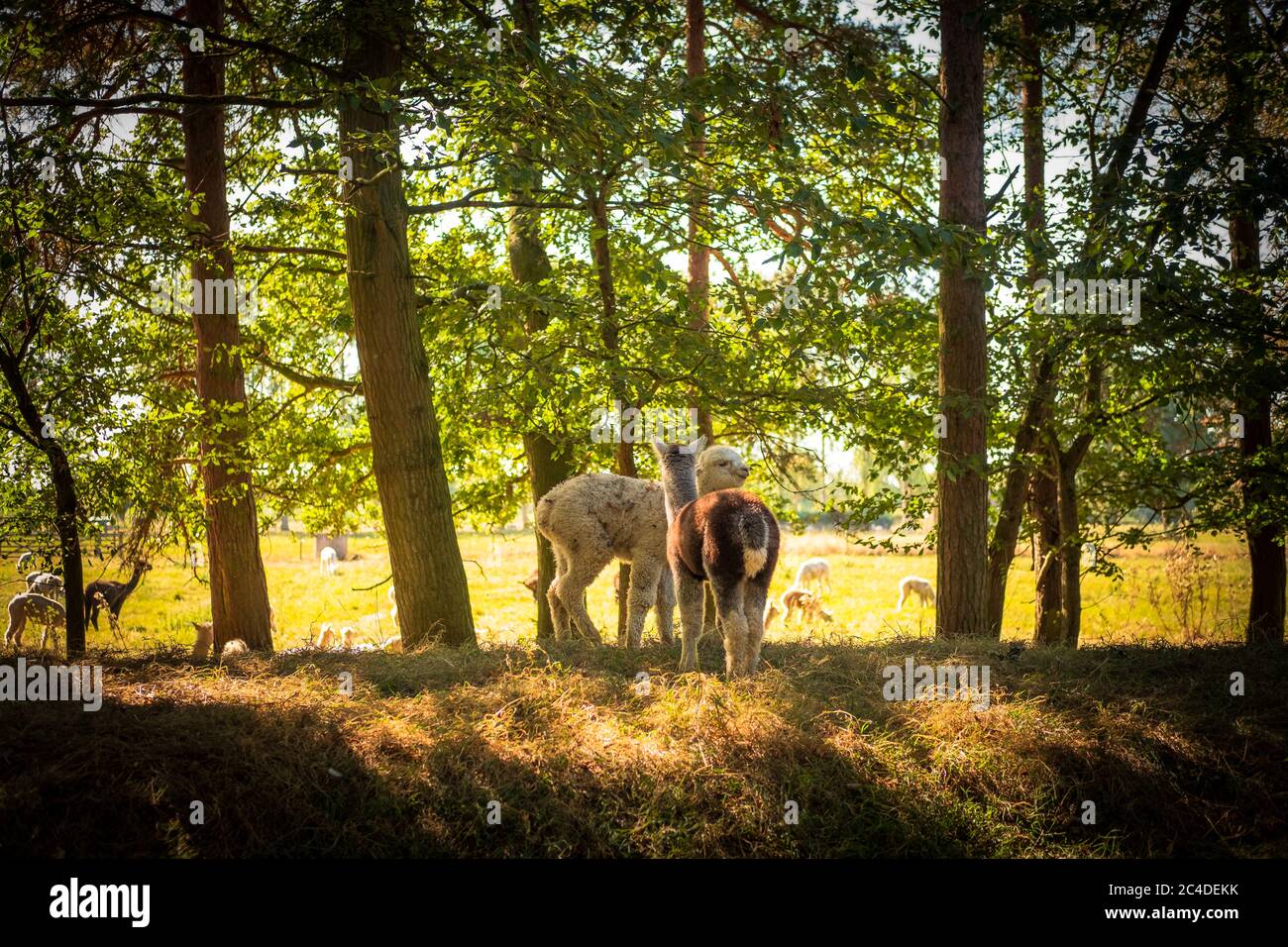 Mother and son alpaca's seen on a ridge in early fall, on a large ...