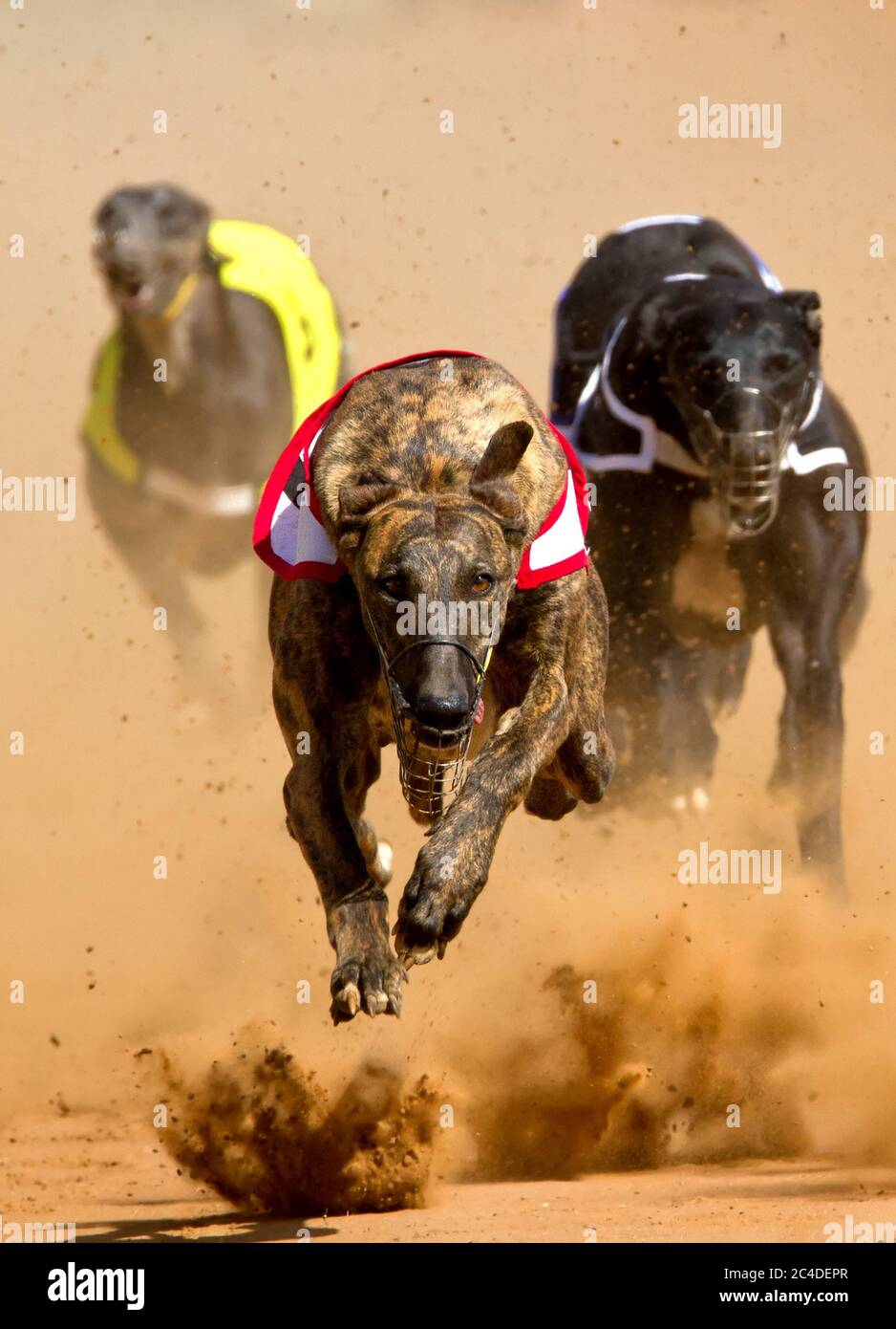 greyhound running racing Stock Photo - Alamy
