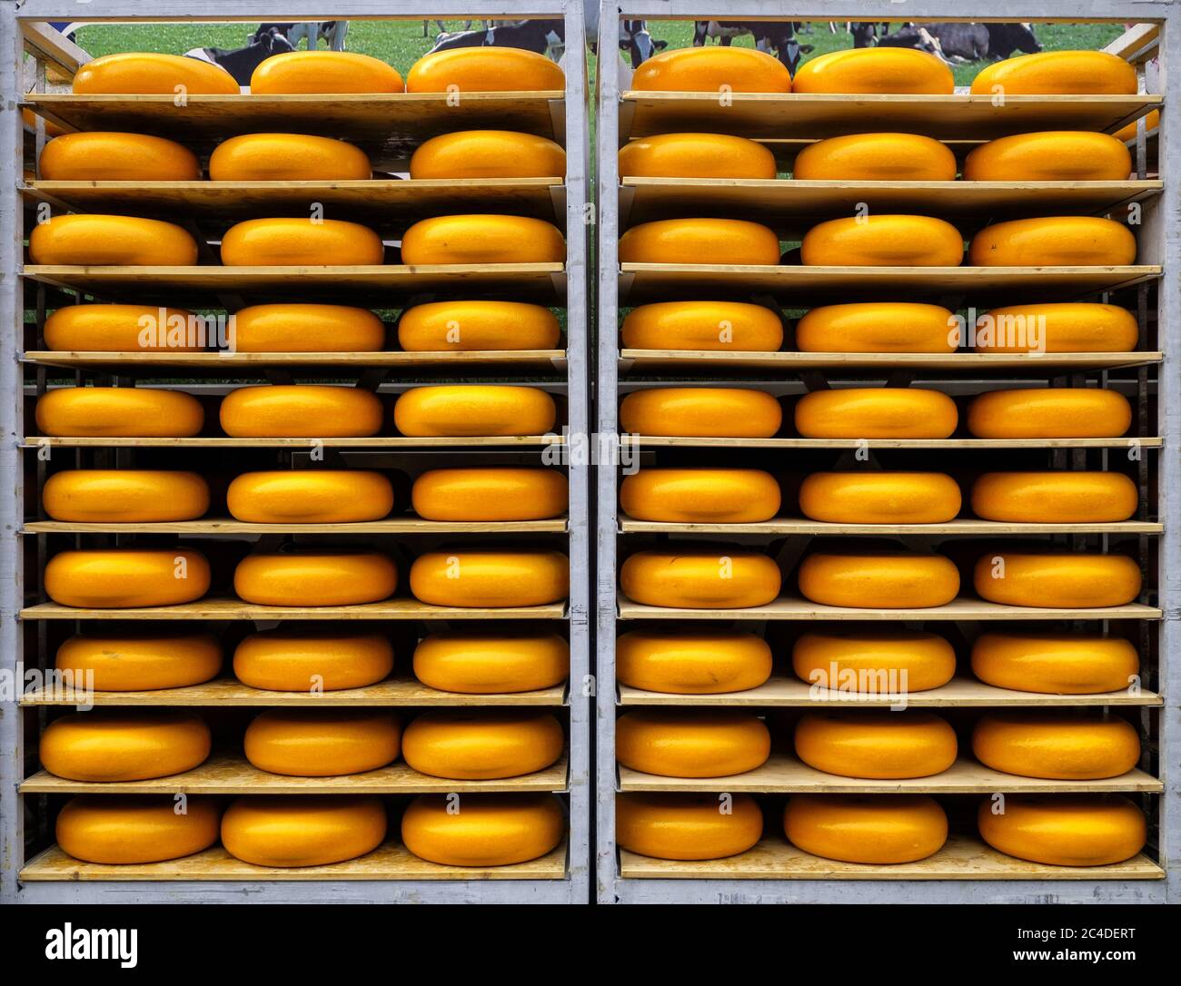 Closeup shot of two big racks filled with whole, round Dutch Gouda ...