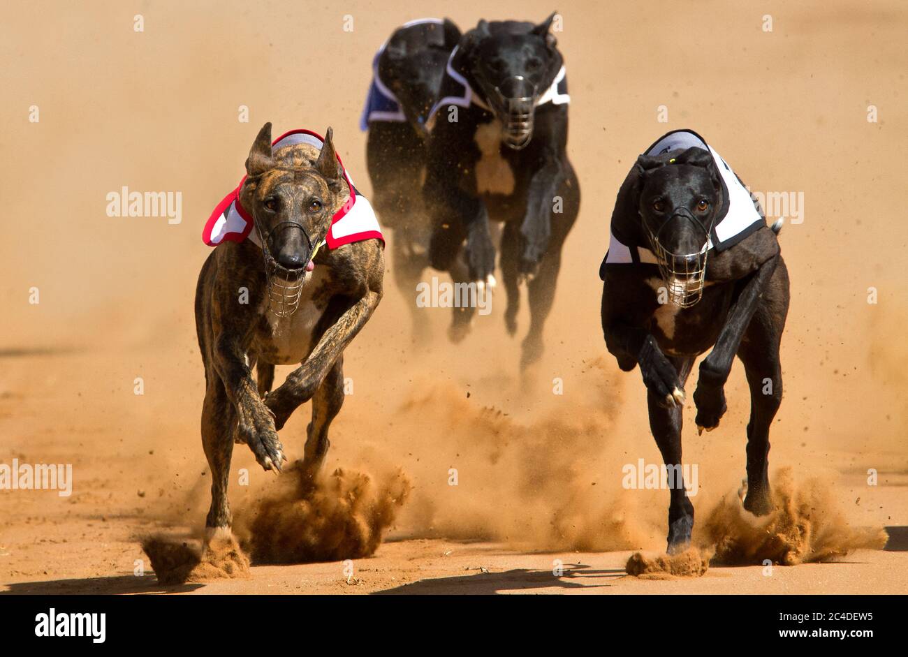 Greyhound racing florida hi-res stock photography and images - Alamy