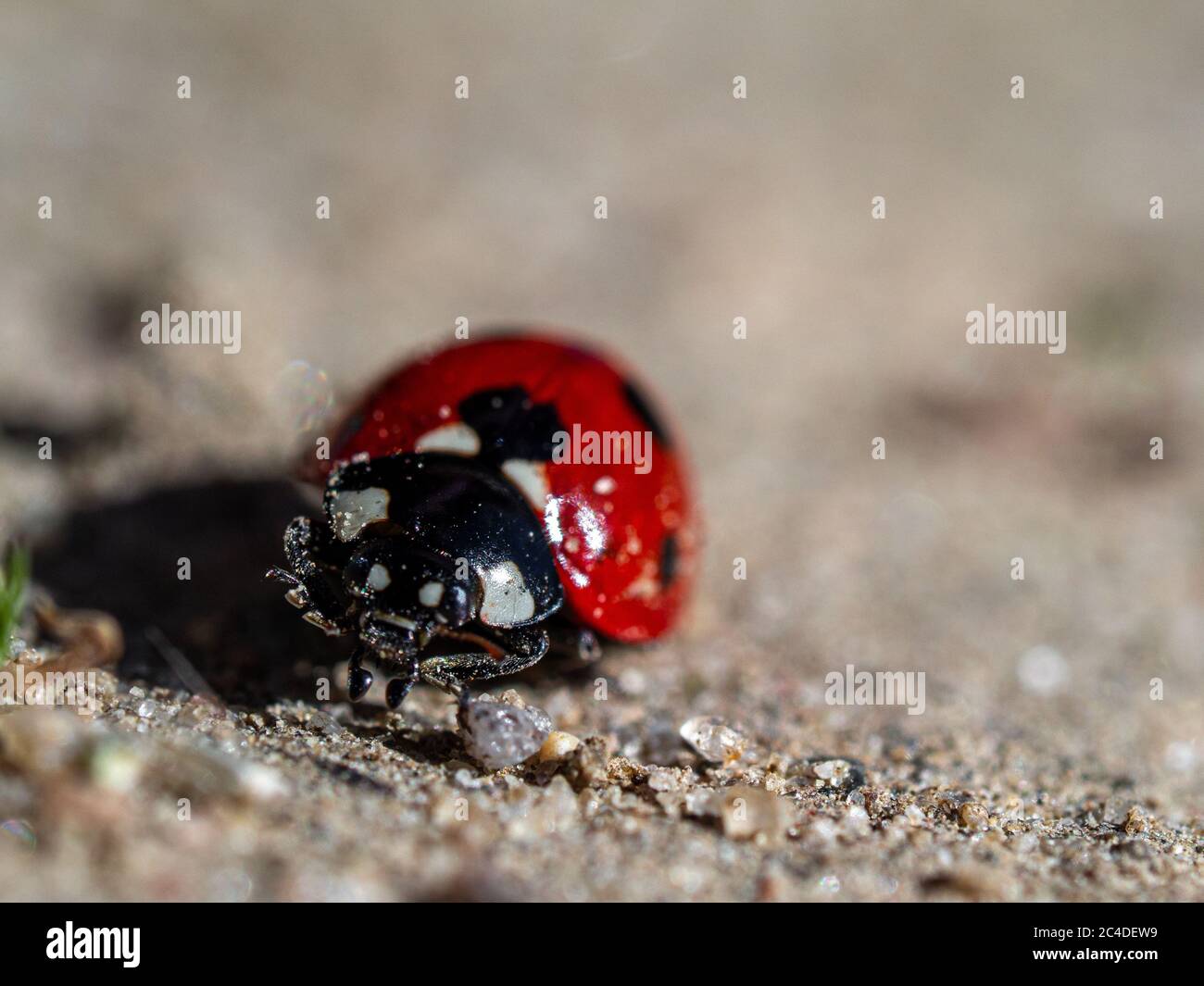 Ladybug on the sand hi-res stock photography and images - Alamy