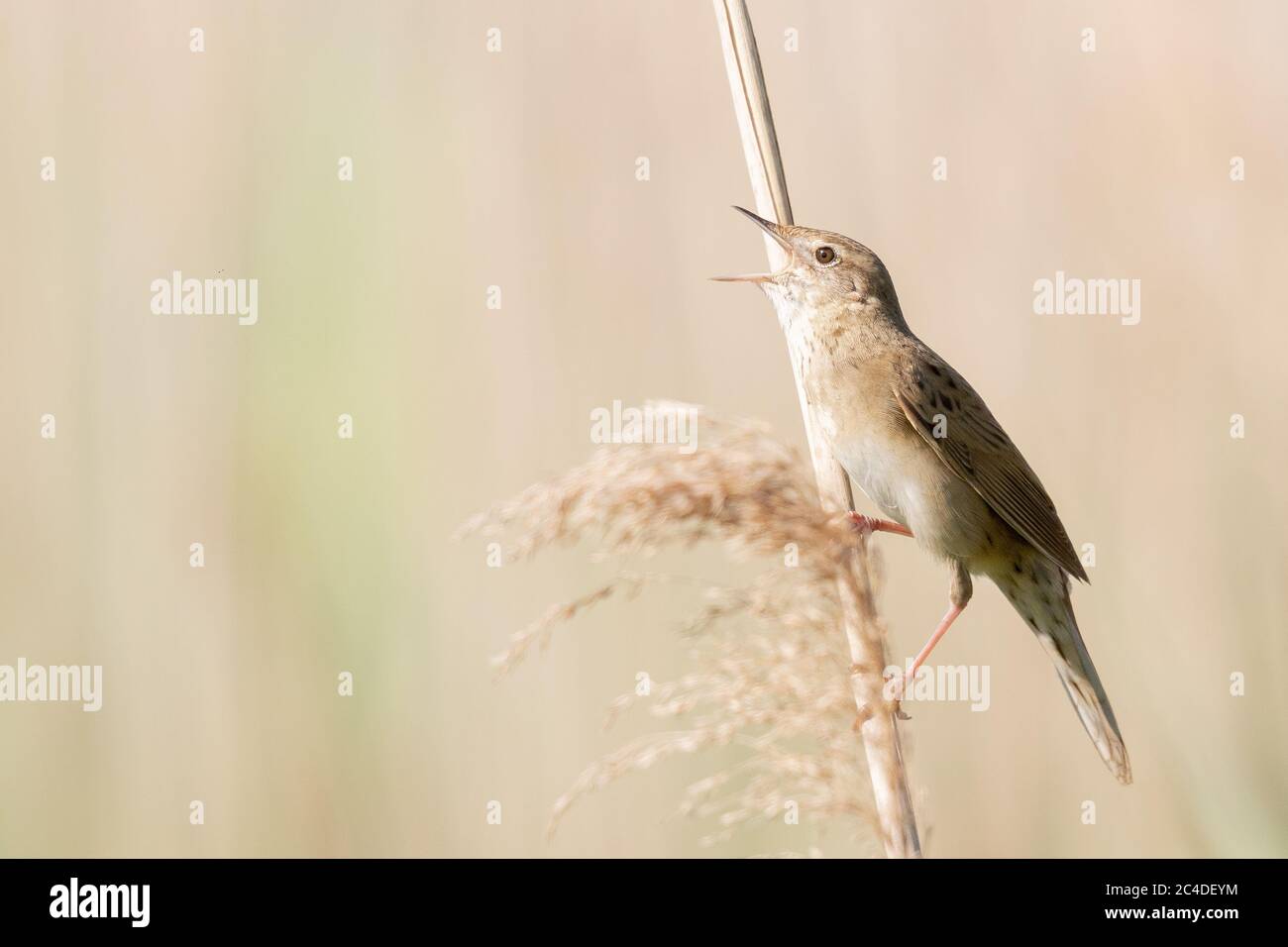 Singing in the sun hi-res stock photography and images - Alamy