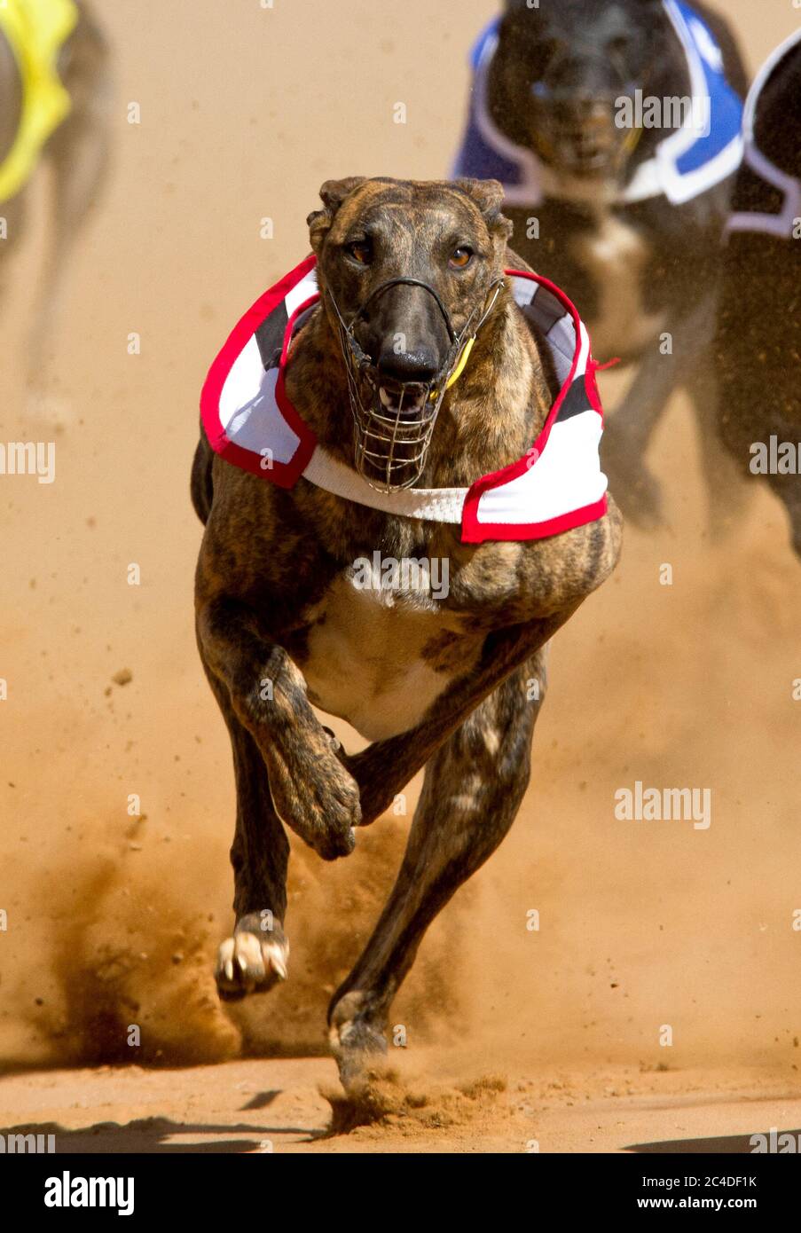 greyhound running racing Stock Photo - Alamy