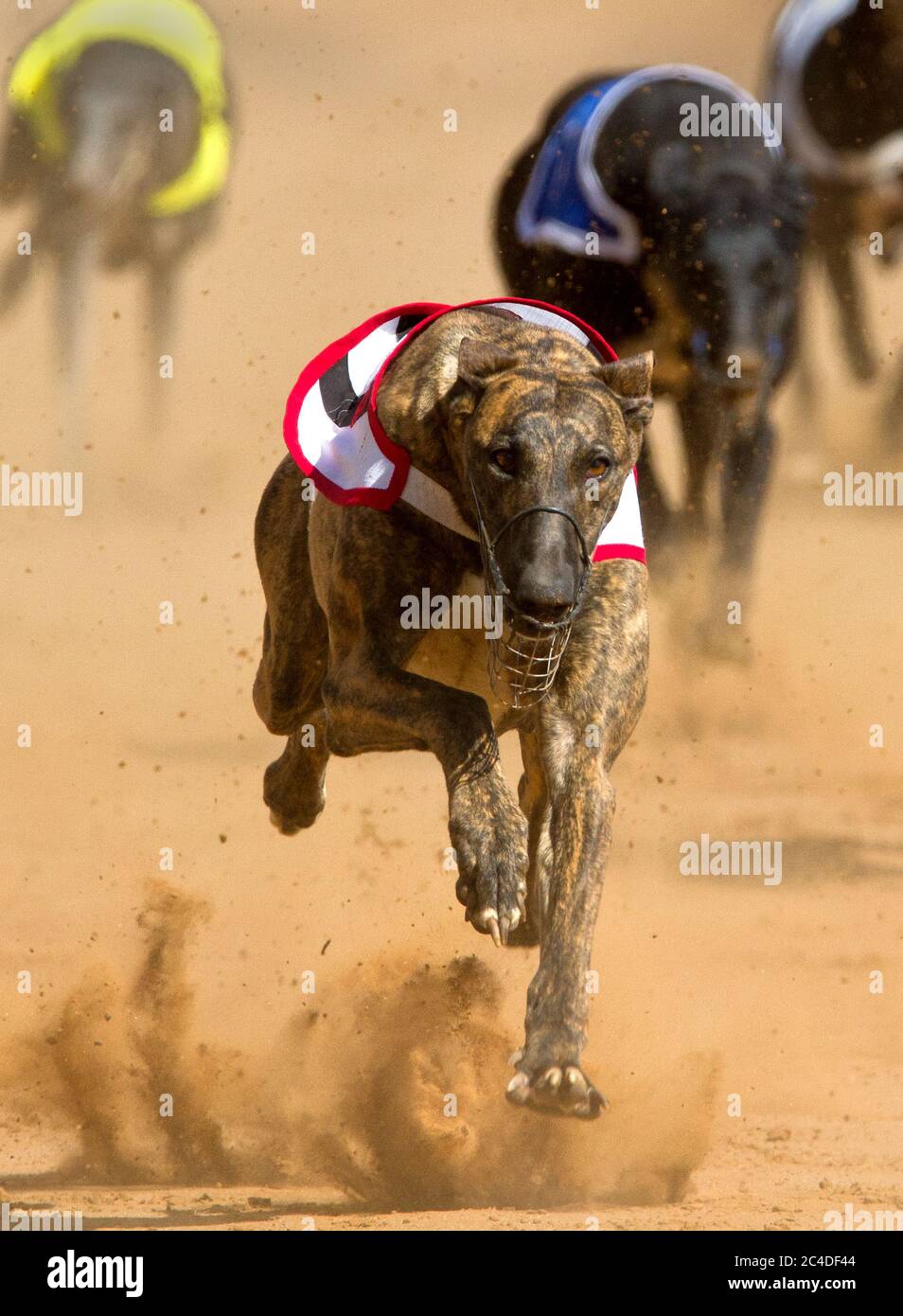 greyhound running racing Stock Photo - Alamy