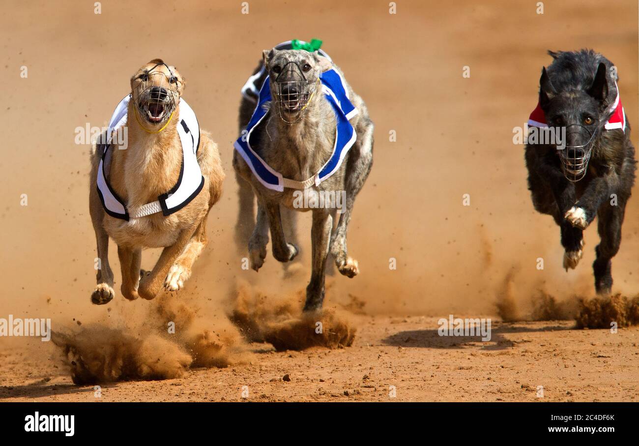greyhound running racing Stock Photo - Alamy