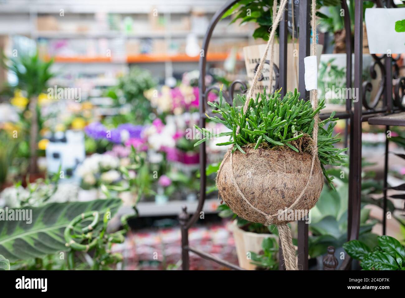 Rhipsalis in a creative hanging coconut shell pot Stock Photo - Alamy