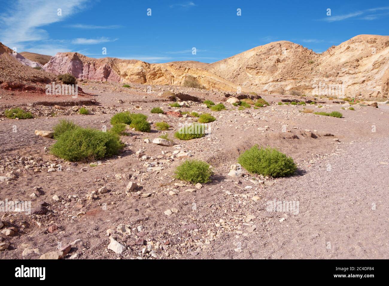 Desert plants at Red Canyon geological attraction in Israel Stock Photo ...