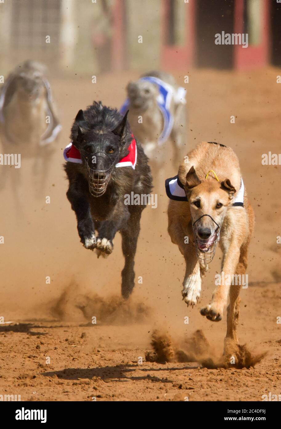 greyhound running racing Stock Photo - Alamy