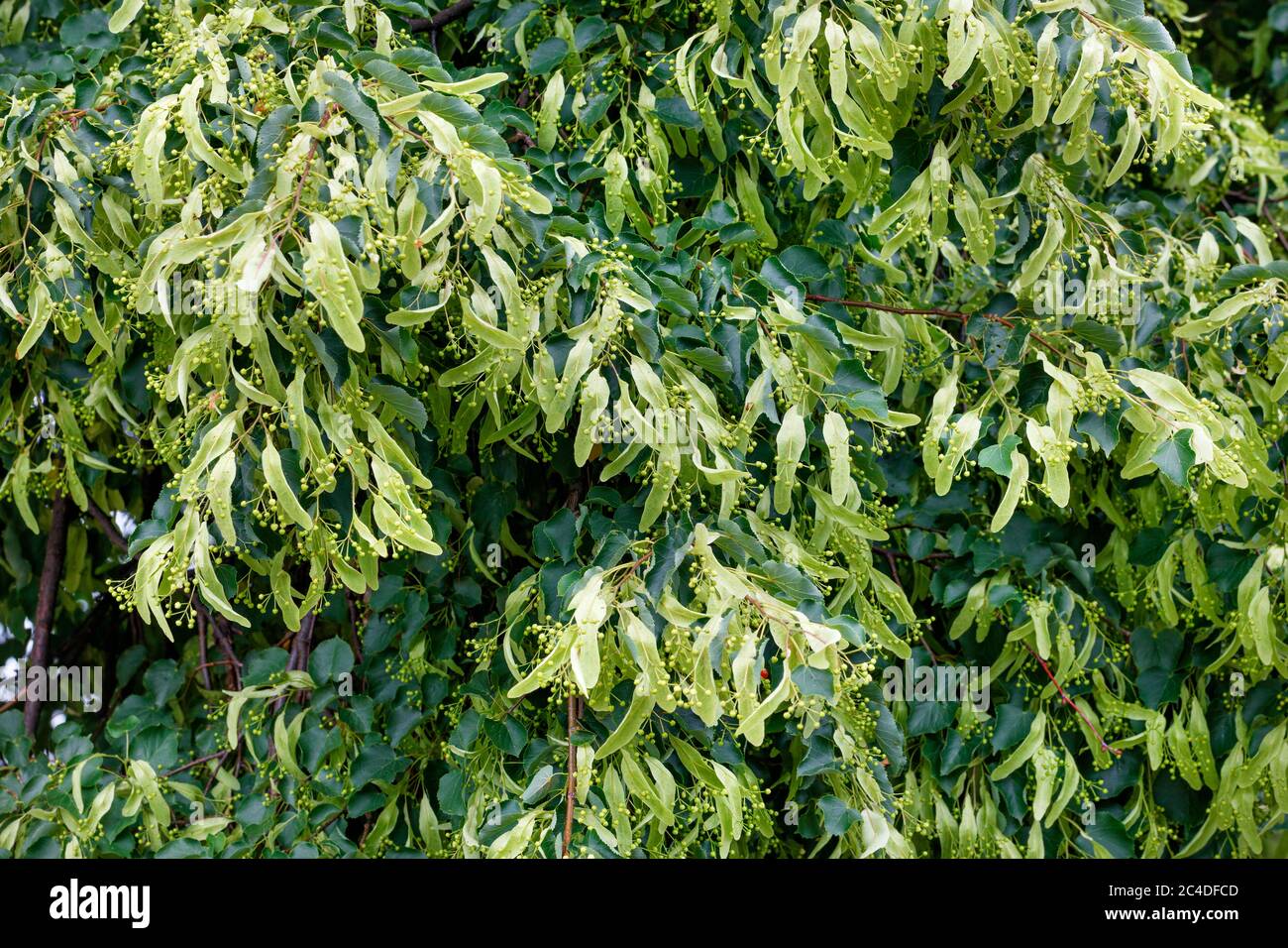 Fresh flowers and leaves on linden tree branches. Close-up, background ...
