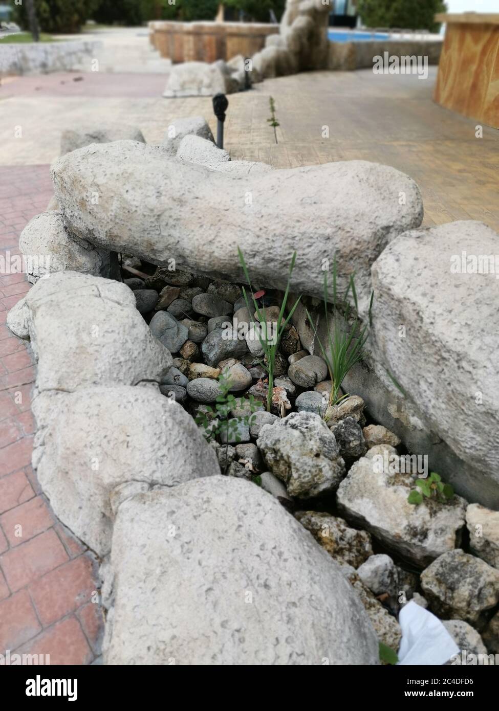 Closeup shot of plants between rocks by the sea Stock Photo - Alamy