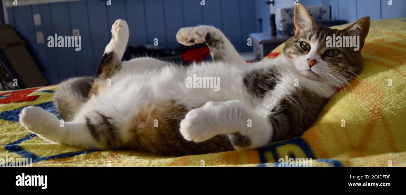Closeup of a house cat laying on his back while facing the camera Stock ...