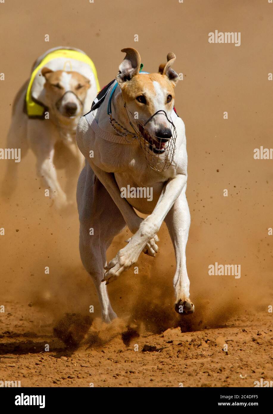 greyhound running racing Stock Photo - Alamy
