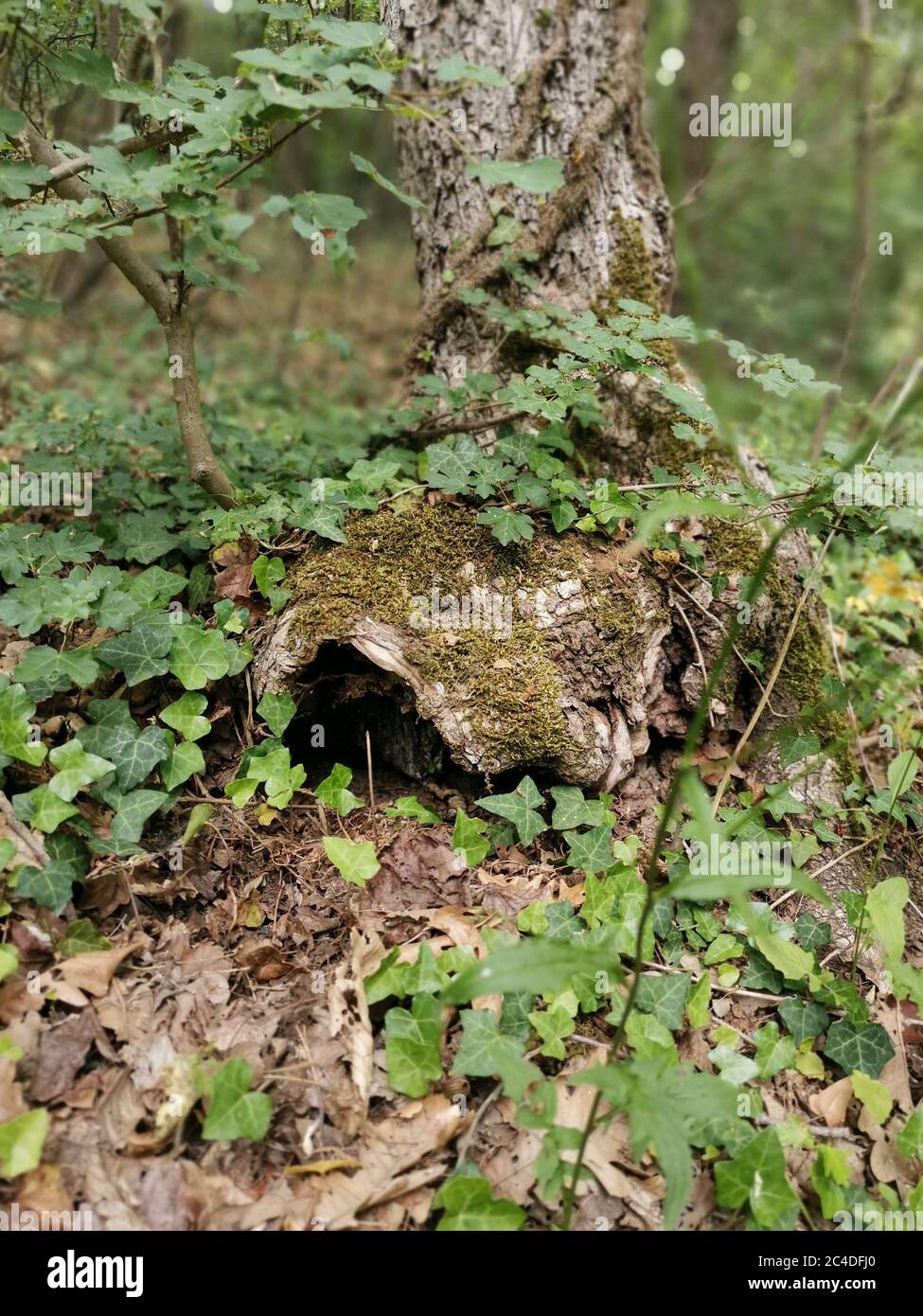 Closeup shot of shrub wrapped around a tree in the park Stock Photo - Alamy