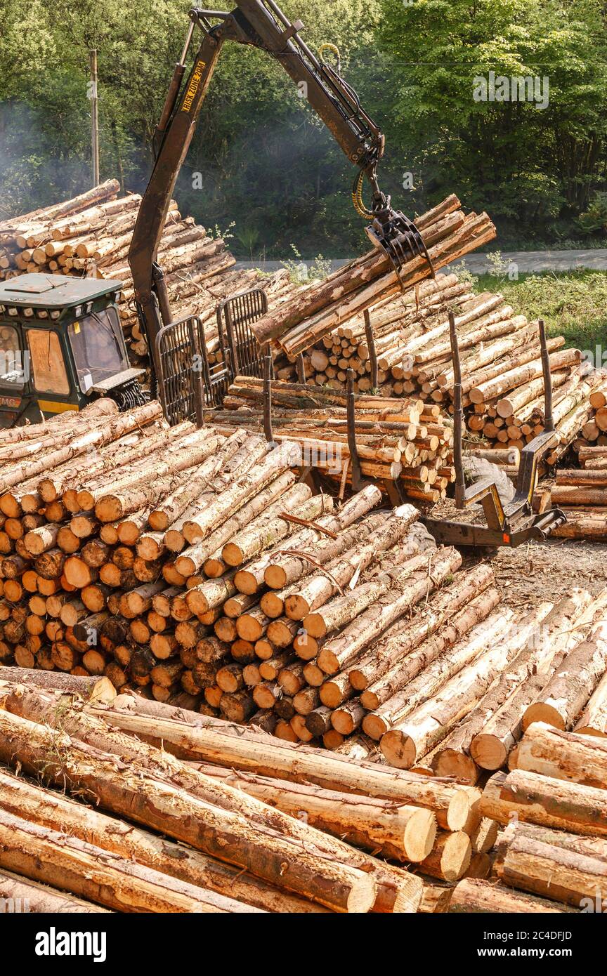loading timber Timber Harvesting Carmarthenshire Wales Stock Photo - Alamy
